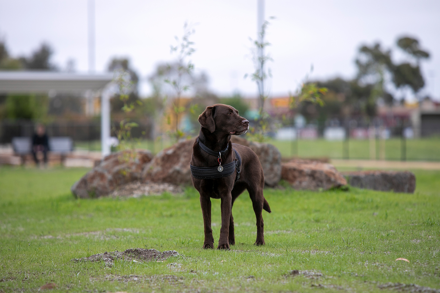 Green Gully Reserve Dog Park Upgrade | Your Say Brimbank
